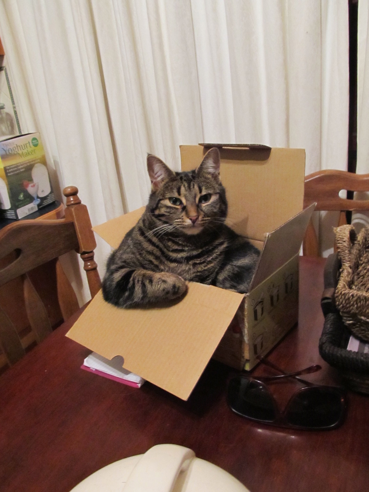 Rosie the Rascal Cat