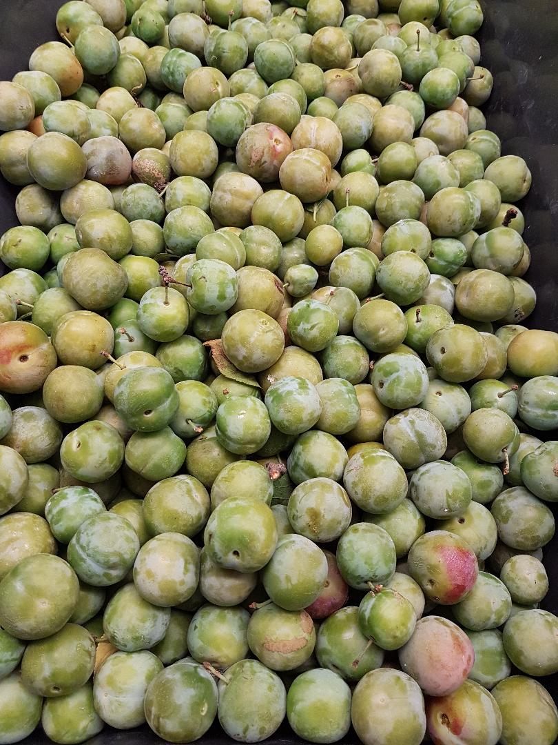 Greengage Plums in Abundance