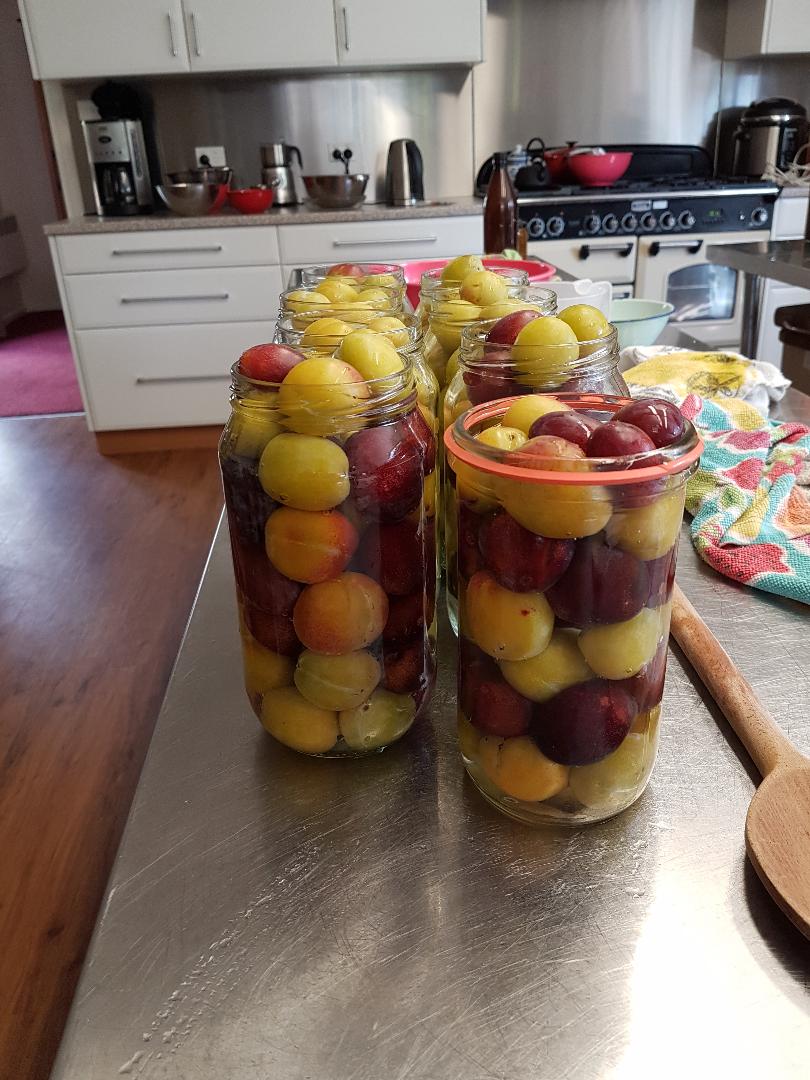 An Abundance of Plums