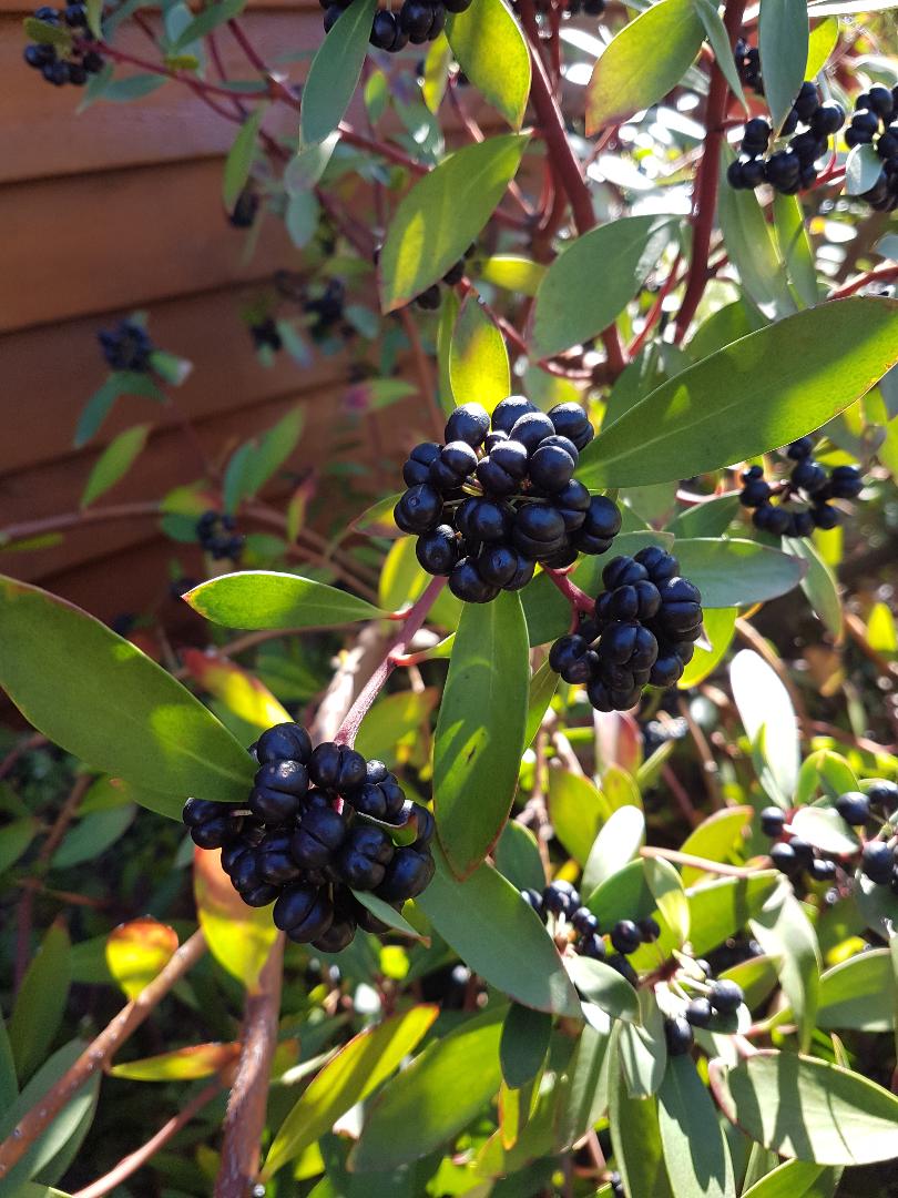 Tasmanian Native Pepperberries and Quinces
