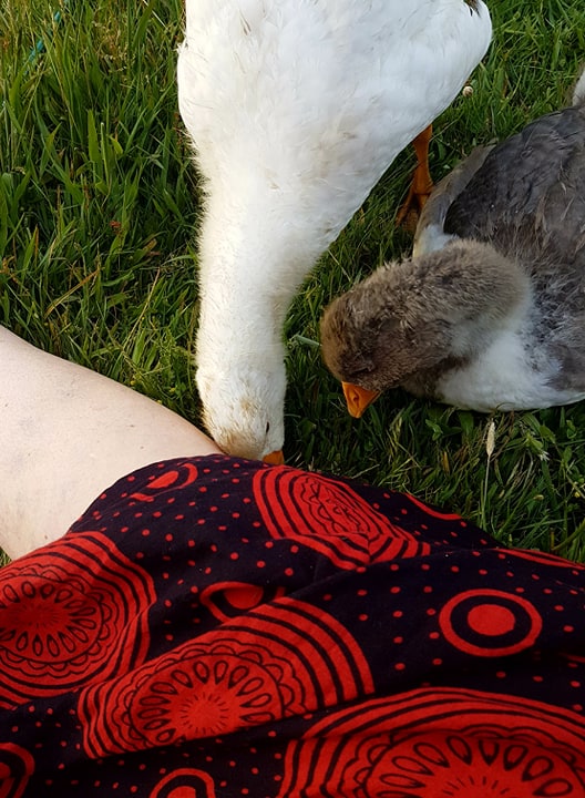 And then there were geese….