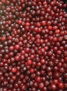 Morello cherries 2020!