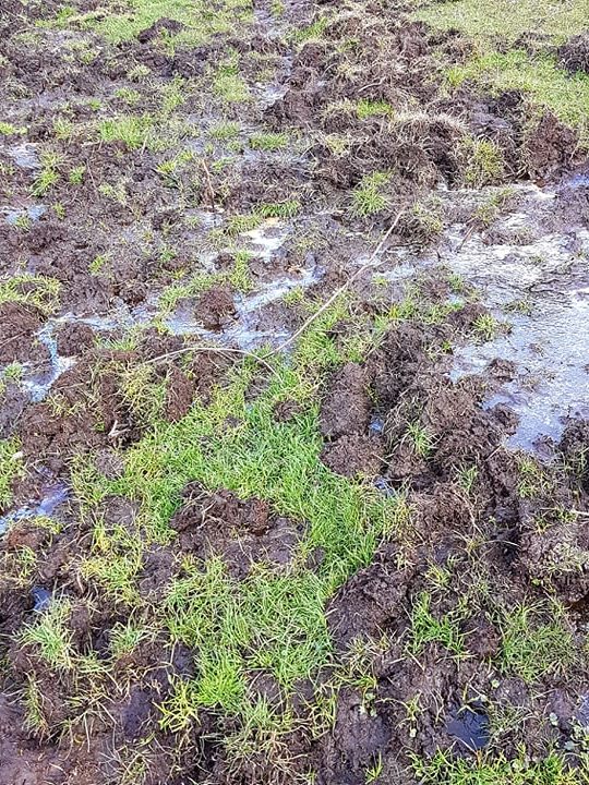 Happy as the Proverbial Pig in Mud