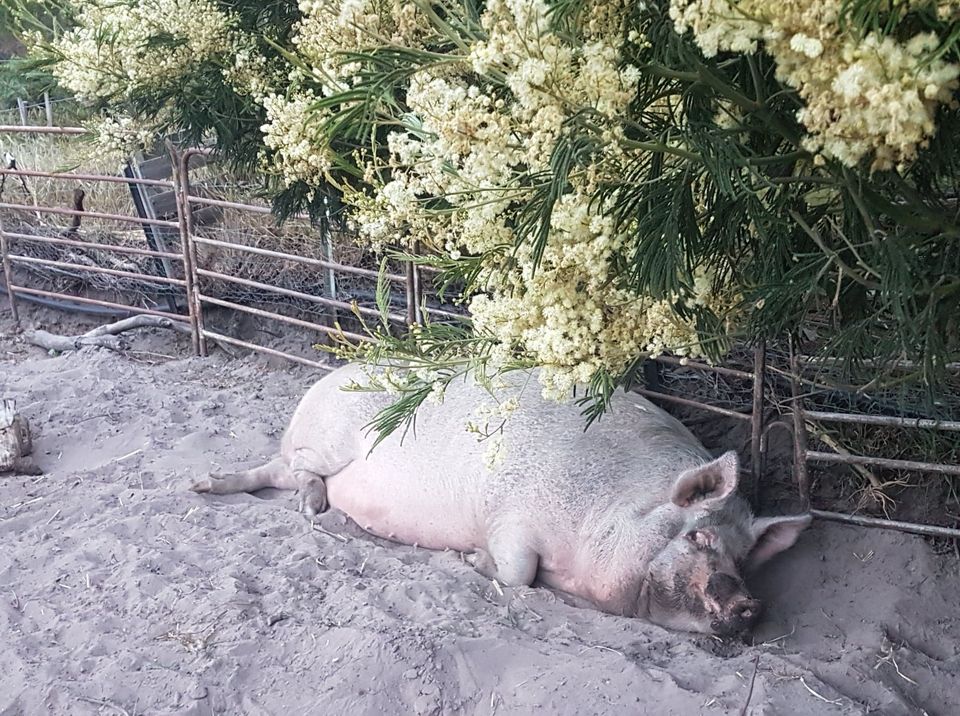 Cilla the Pet Pig’s Evening Tipple