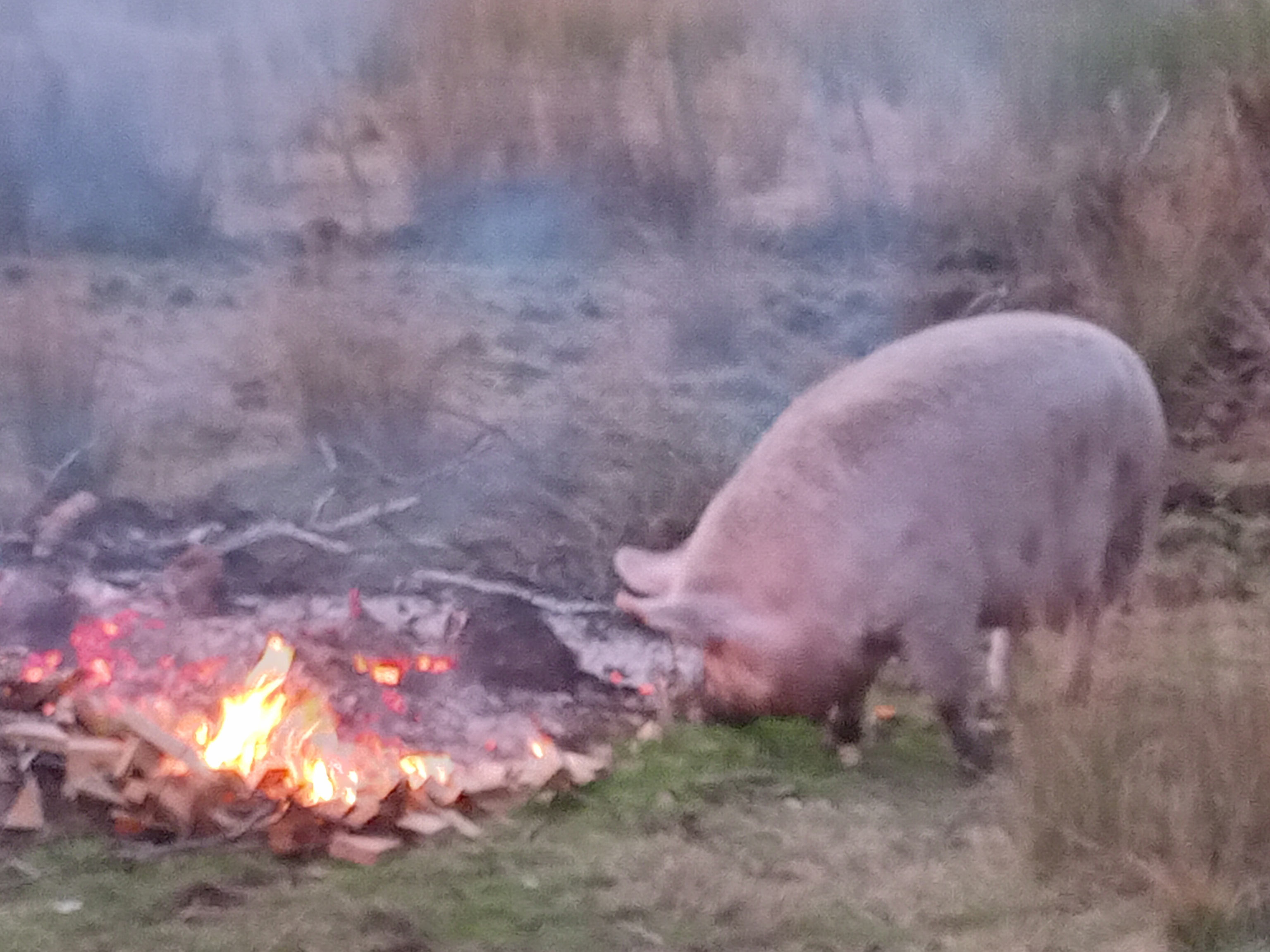 Cilla The Fire Warden Pig