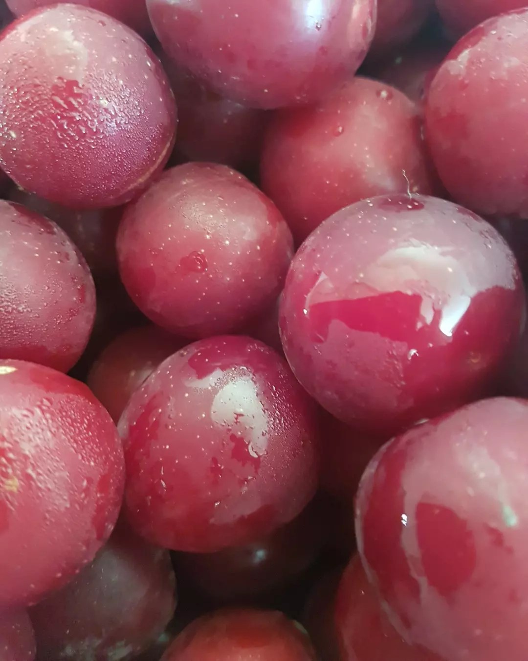 Cherry Plums – includes recipe for cherry plum sweet chilli sauce