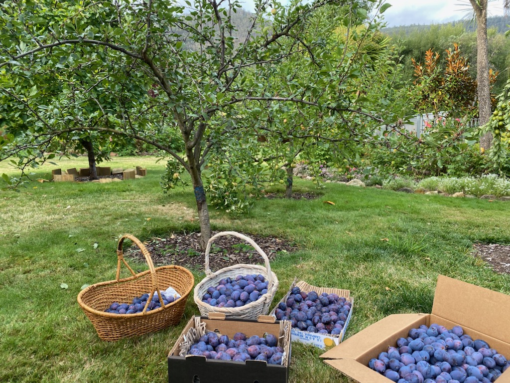 The Plums Roll in