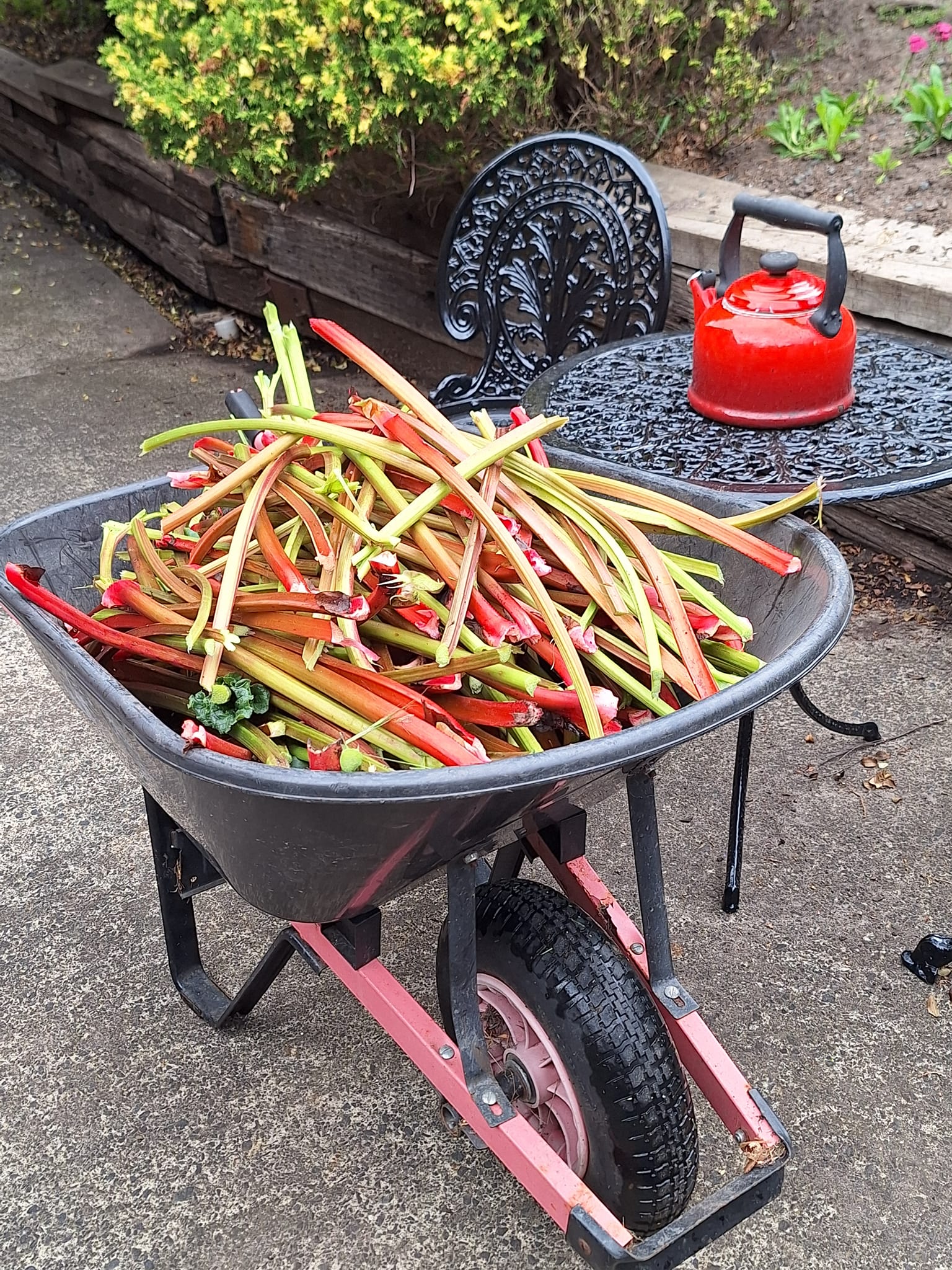 Rhubarb abundance